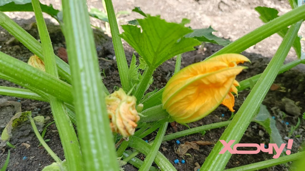 Які добрива найкращі для гарбузів та кабачків Читайте на Ukr Net