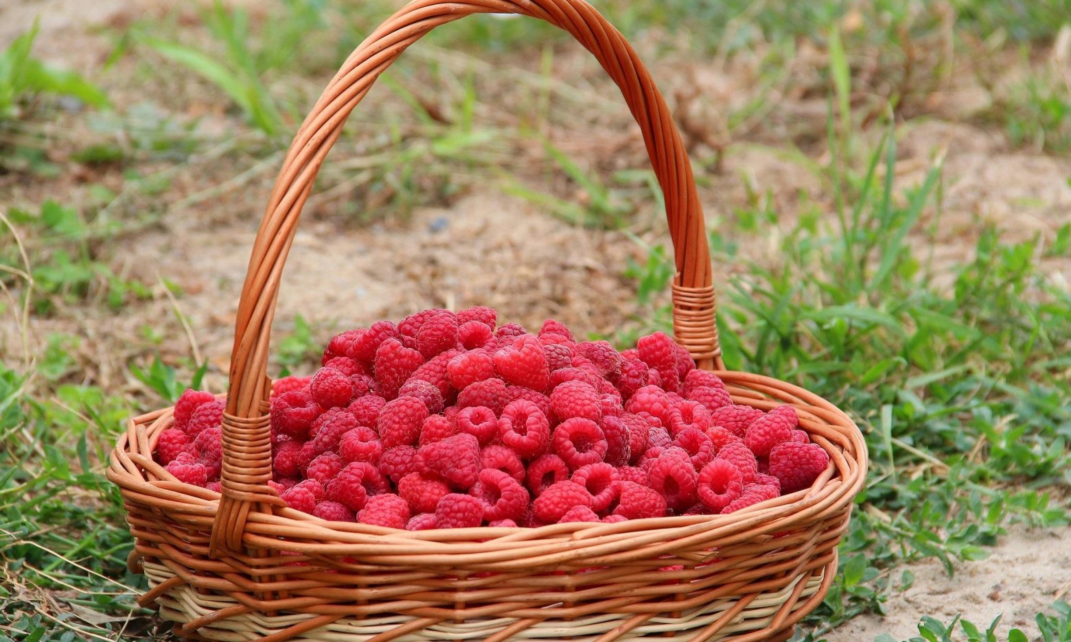 Як прибрати поросль з малини - як часто видаляти паростки - Hochu.ua