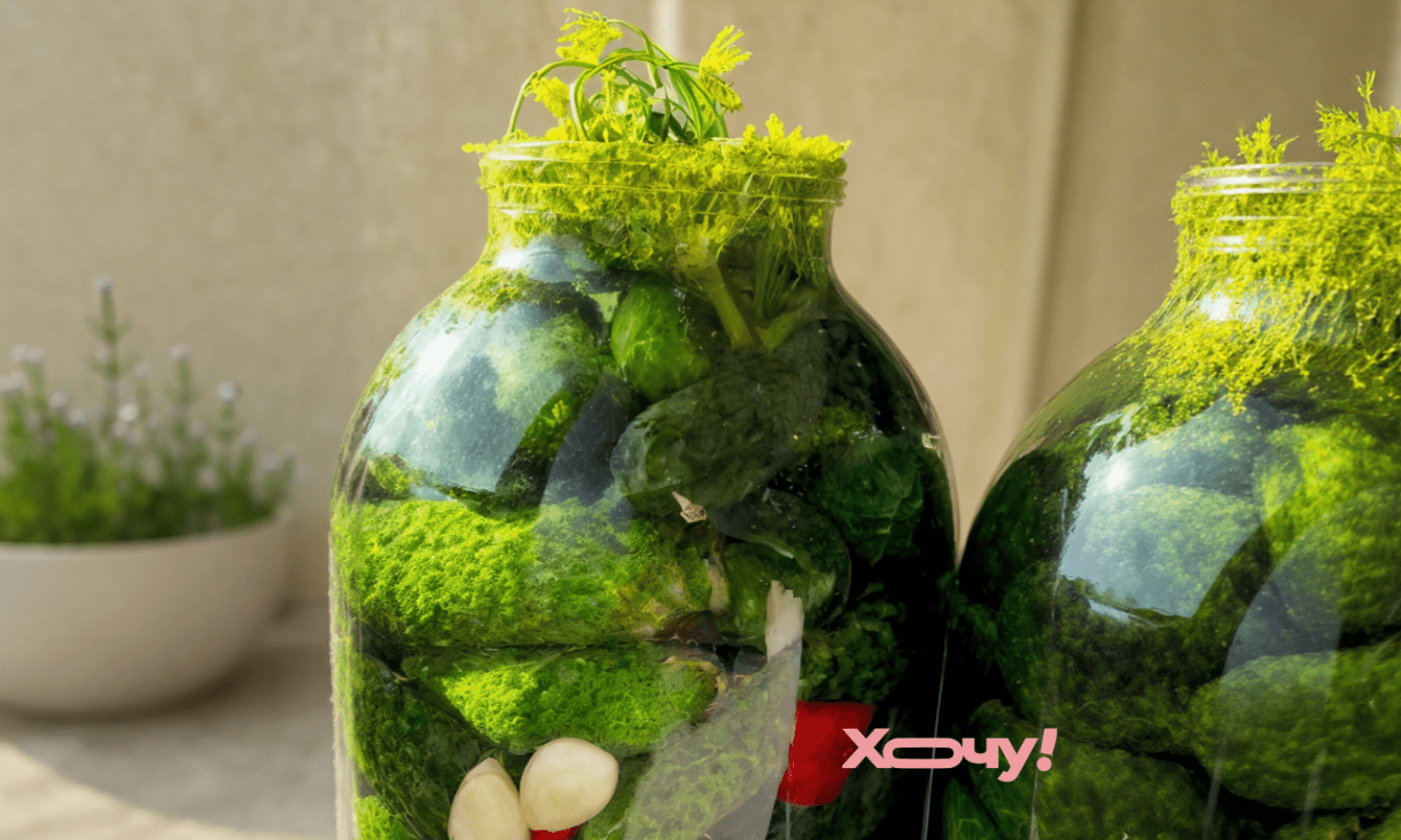 Как готовить малосольные огурцы - рецепт хрустящей закуски - Hochu.ua