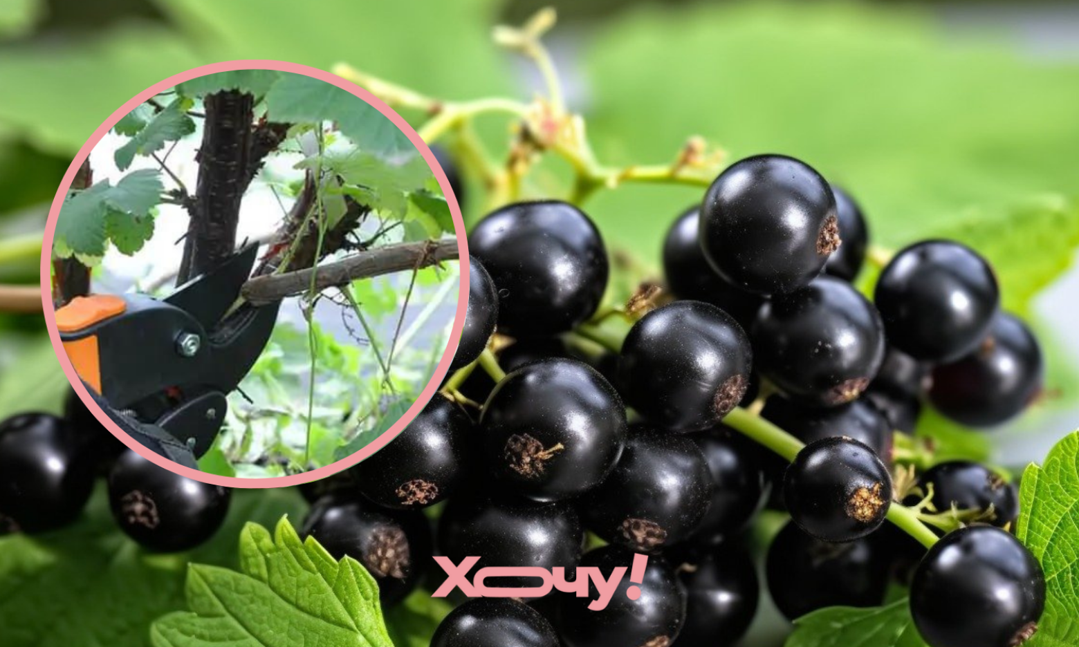 Як підготувати смородину до зими - поради досвідчених садівників - Hochu.ua