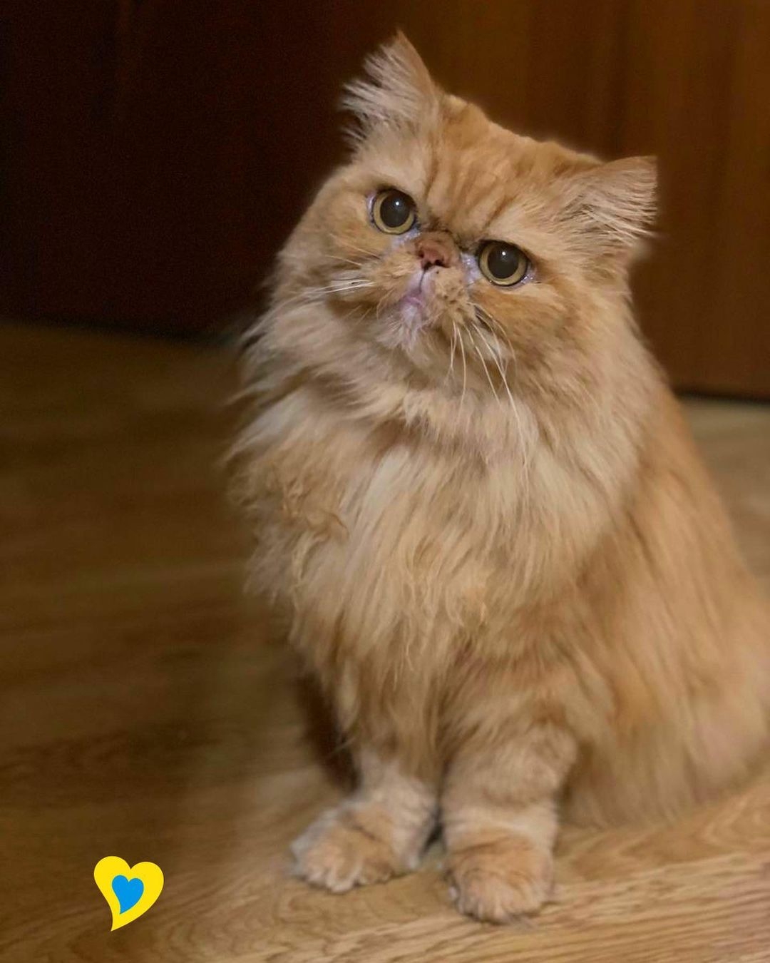 Самые известные украинские коты - какие эмоции могут проявлять любимцы